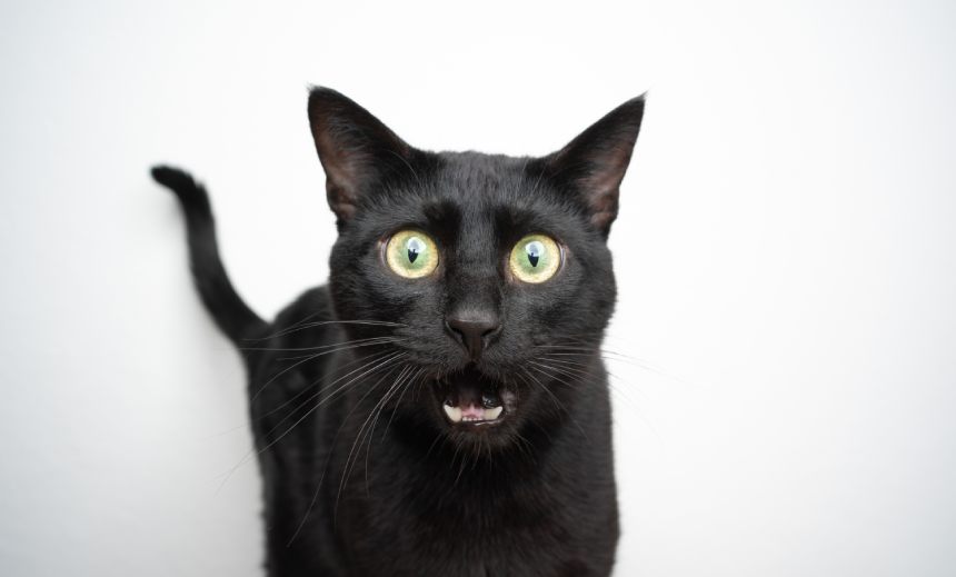 BlackCat Ransomware 'Unseizing' a Dark Web Stunt