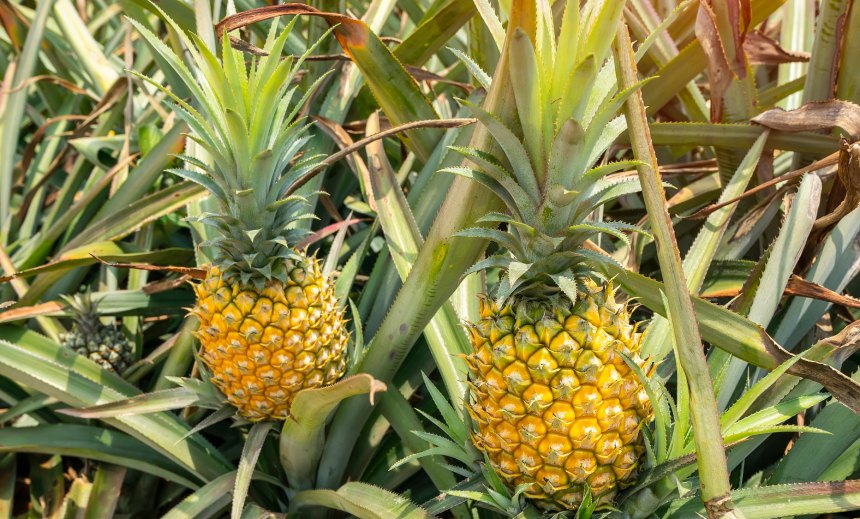 Breach Roundup: Activision, SAS, Dole and Atlassian