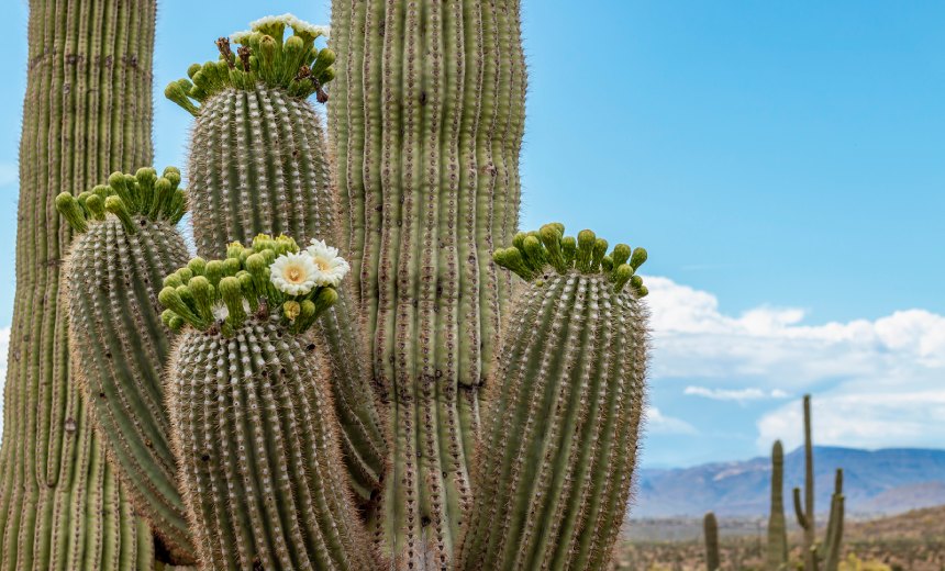Cactus Ransomware Using Qlik Bugs, DanaBot in Latest Attacks