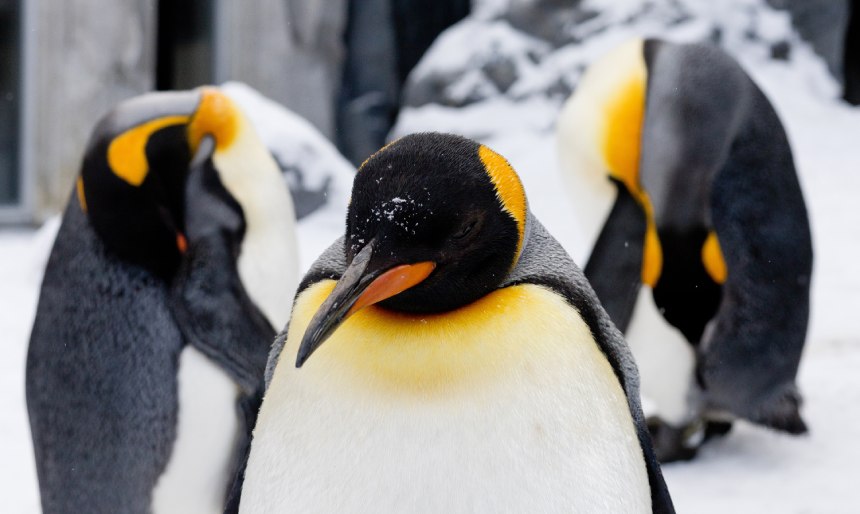 CISA Urges Patching as Hackers Exploit 'Looney Tunables' Bug