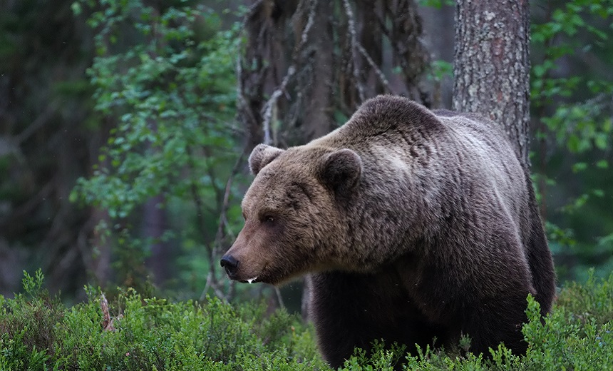 ‘Fancy Bear’ Hacking Group Adds New Capabilities, Targets