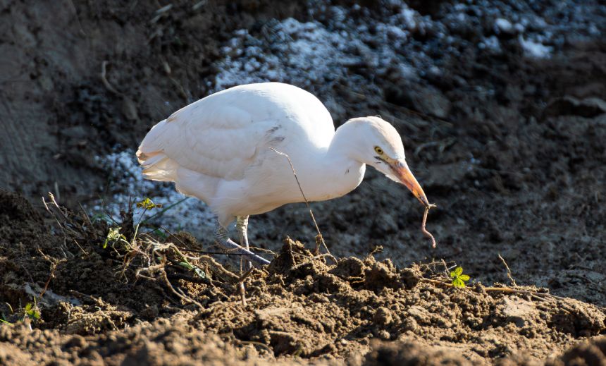 Likely Sandworm Hackers Using Novel Backdoor 'Kapeka'