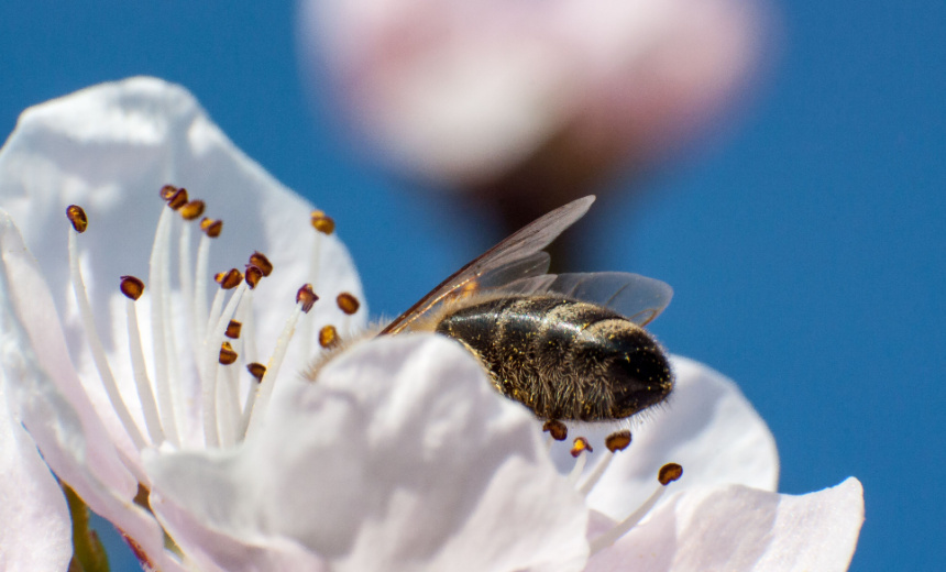 New EagerBee Campaign Targeting Middle Eastern Organizations