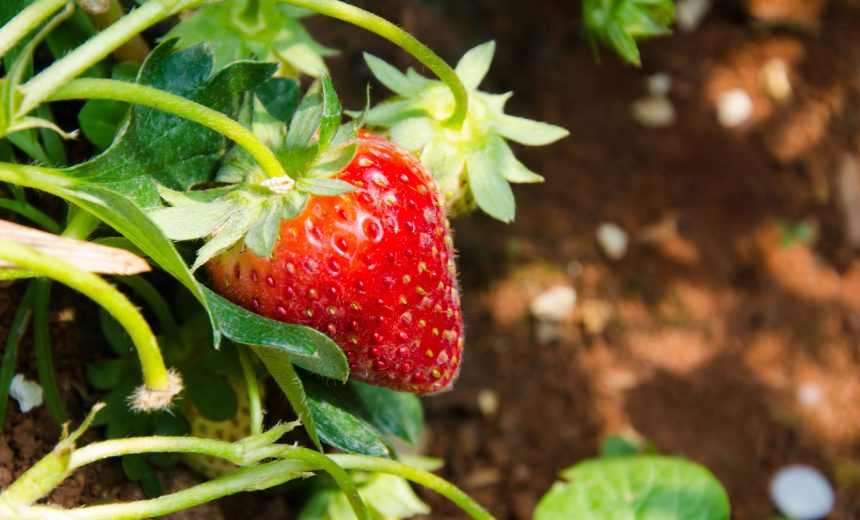 OpenAI's New Model Is Berry Good at Deception