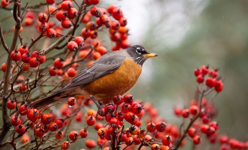 Raspberry Robin Morphs, Now Spreads via Windows Script Files