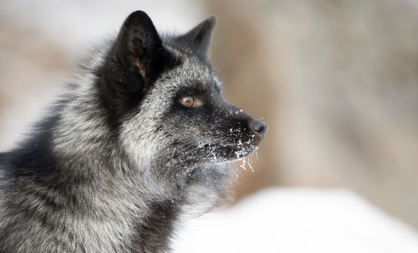 Silver Fox APT Abuses Windows Driver in Active Campaign